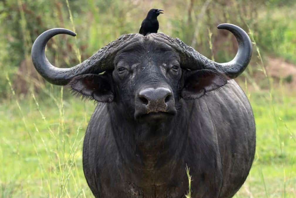 Murchison Falls National Park Uganda Travel Guide