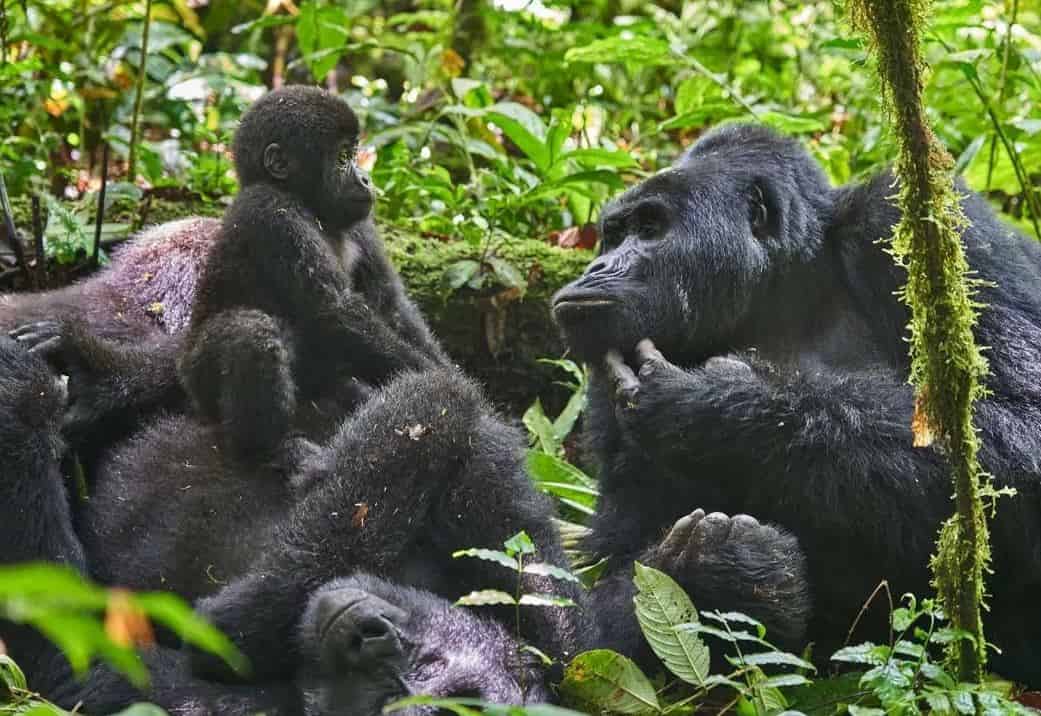 Bwindi Impenetrable National Park Uganda Guide (2023)