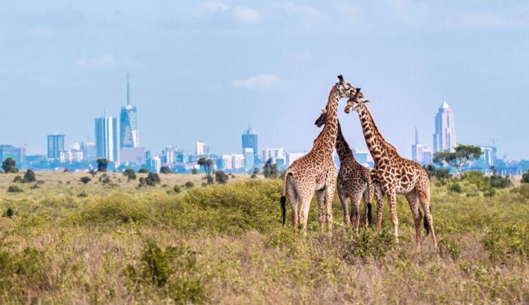Nairobi National Park in Kenya Africa – Tulambule Uganda Safaris